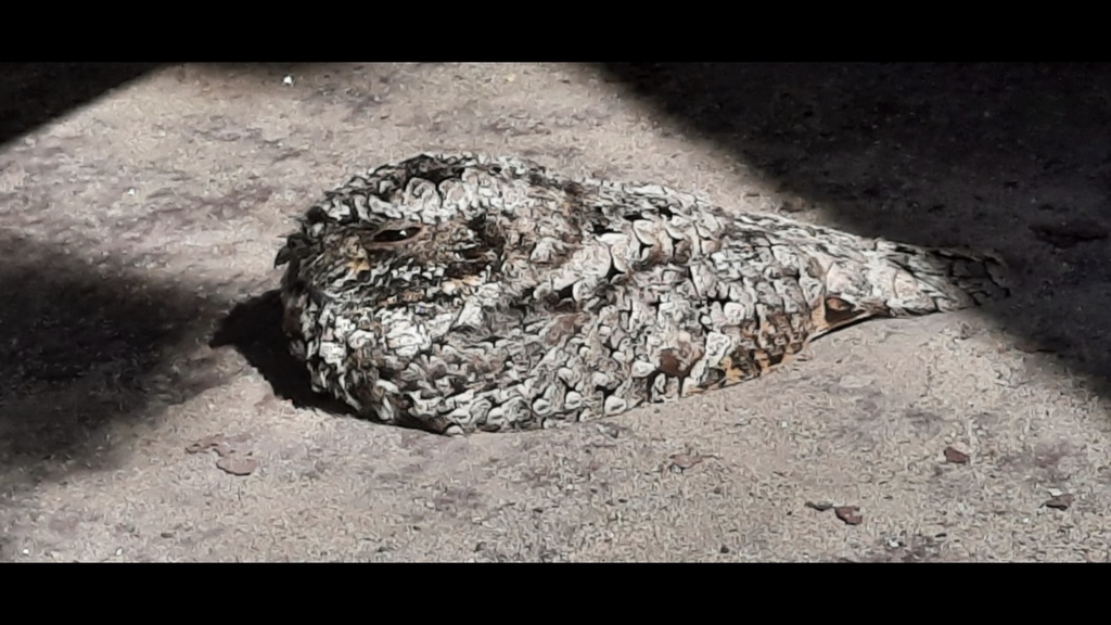 Common Poorwill from Paseo Playas de TIjuana, Tijuana, BC, MX on ...