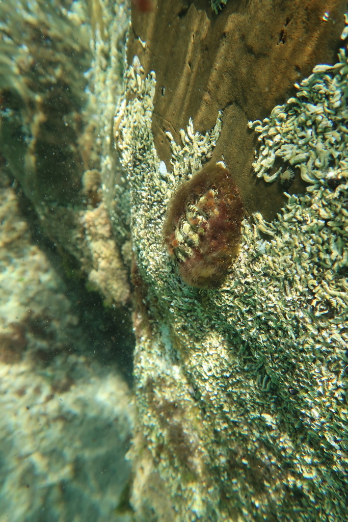 Giant chiton from Carrickalinga north bay on October 31, 2021 at 01:25 ...