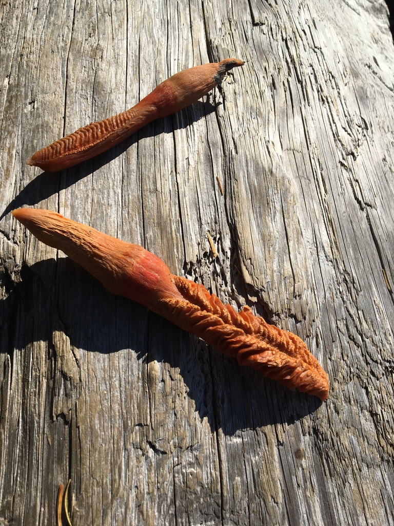Orange Sea Pen from Juan de Fuca Strait, Capital, CA on October 31 ...