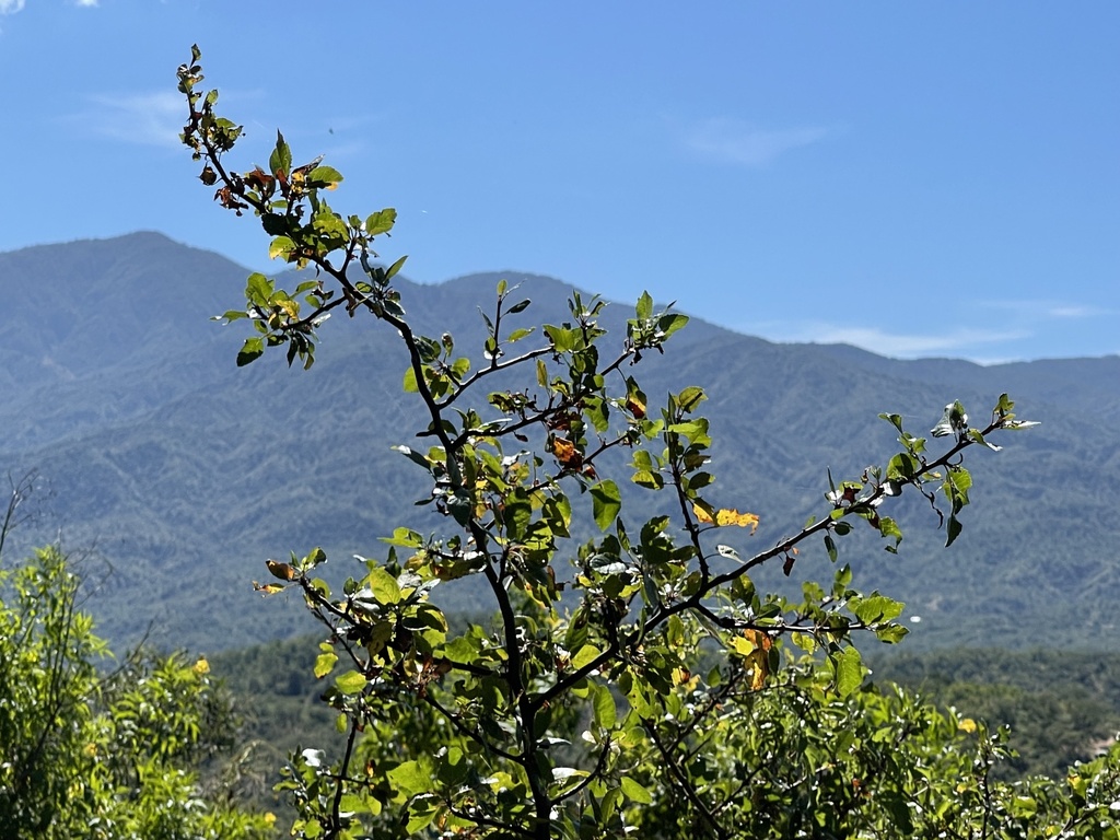 Bursera rupicola in November 2021 by Glenn Ehrenberg · iNaturalist