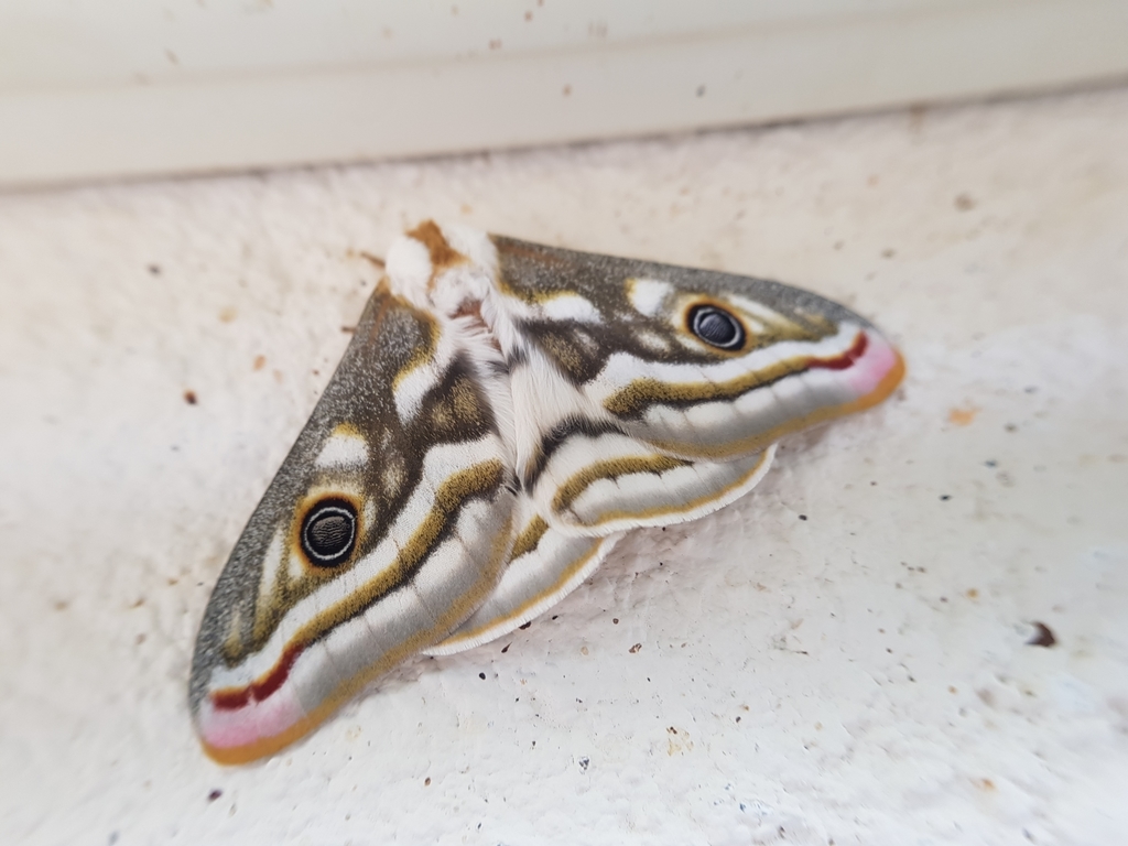 Yellow Marbled Emperor from Makoni, Zimbabwe on October 31, 2021 at 01: ...