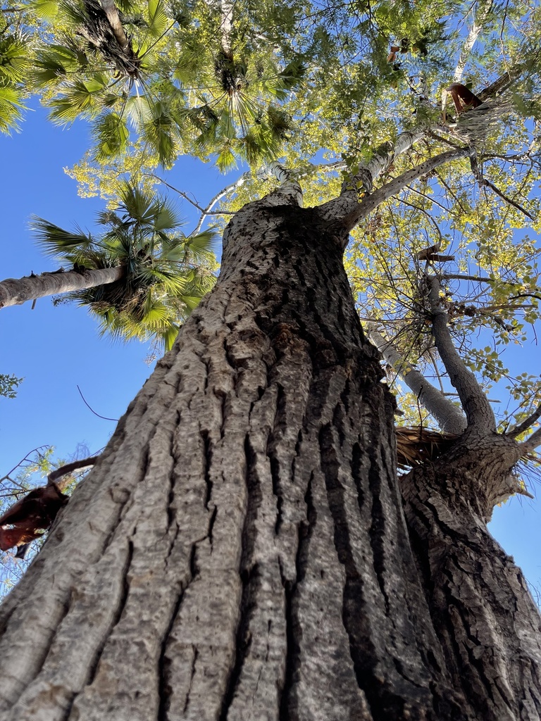 Brandegee's Poplar (Populus brandegeei) - Botanical Realm