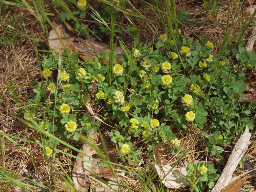 hop trefoil from Castlemaine VIC, Australia on October 25, 2021 at 01: ...