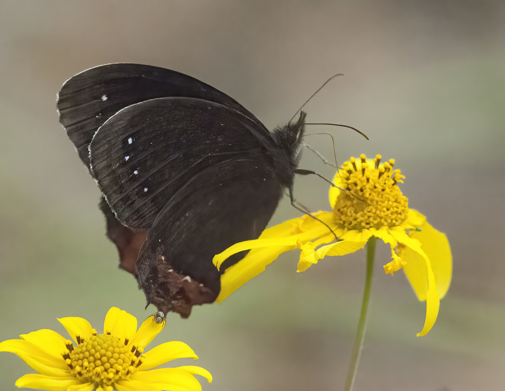 Red-bordered Satyr from Tucson, AZ, USA on September 28, 2012 at 10:59 ...