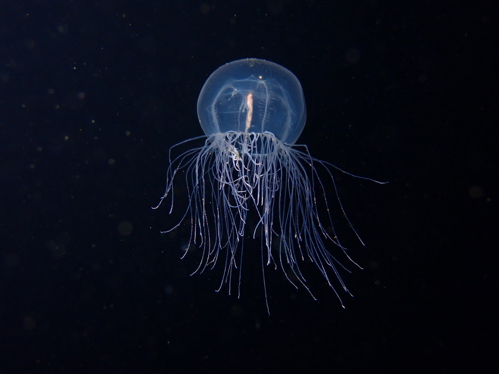 Red-eye Medusa from Nanaimo, BC, Canada on October 19, 2021 at 09:47 PM ...