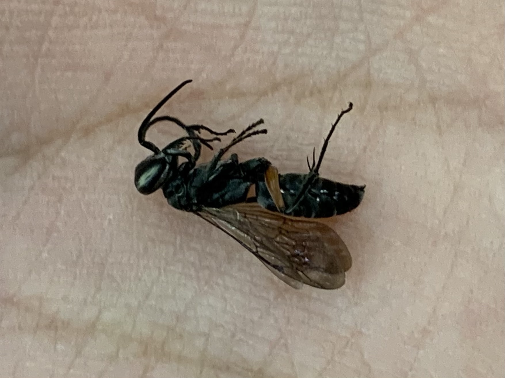 Liris subtessellatus (F.Smith, 1856)