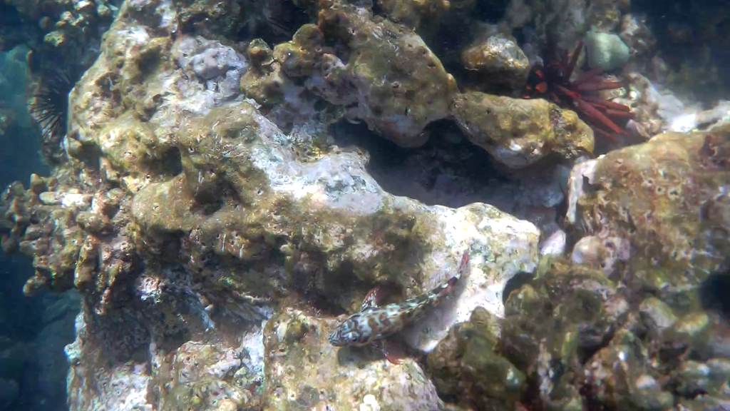 Stocky Hawkfish from Maui County, HI, USA on May 14, 2019 at 10:09 PM ...