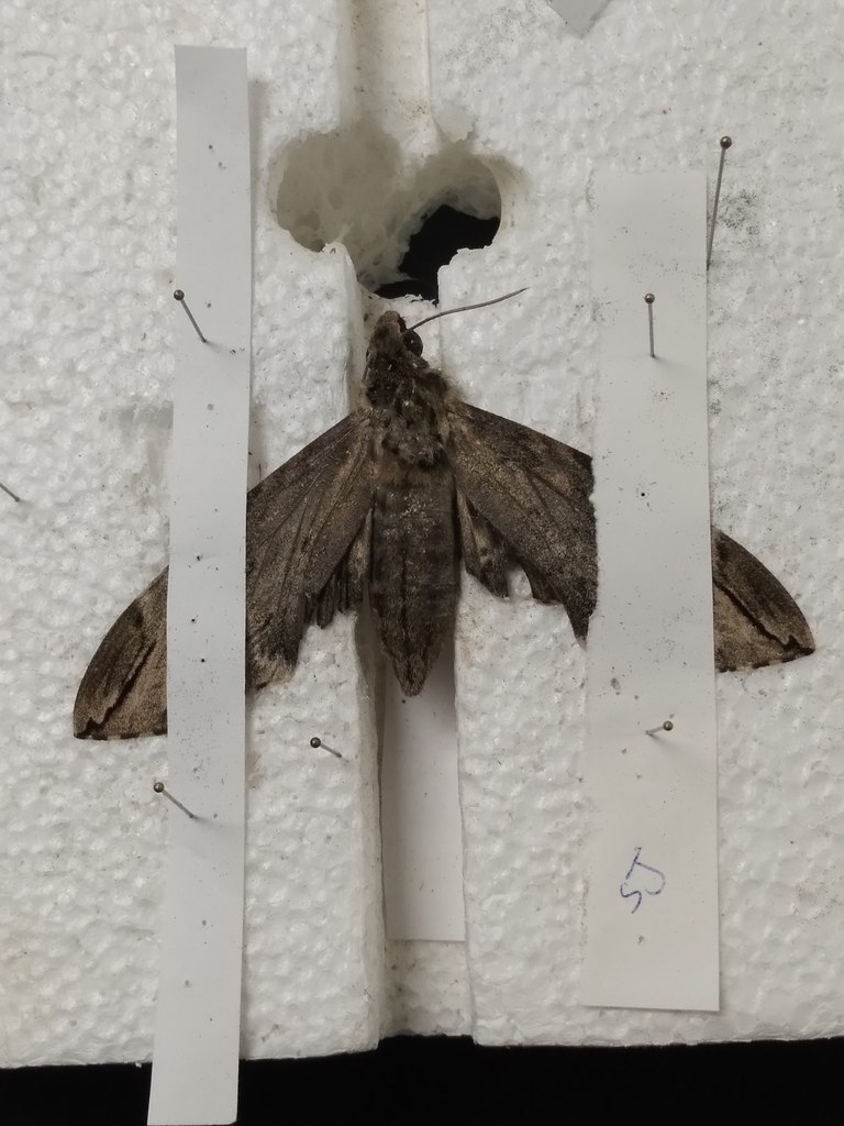 Butterflies and Moths from CRJ2+5CX, Mangilao, Guam on November 03 ...