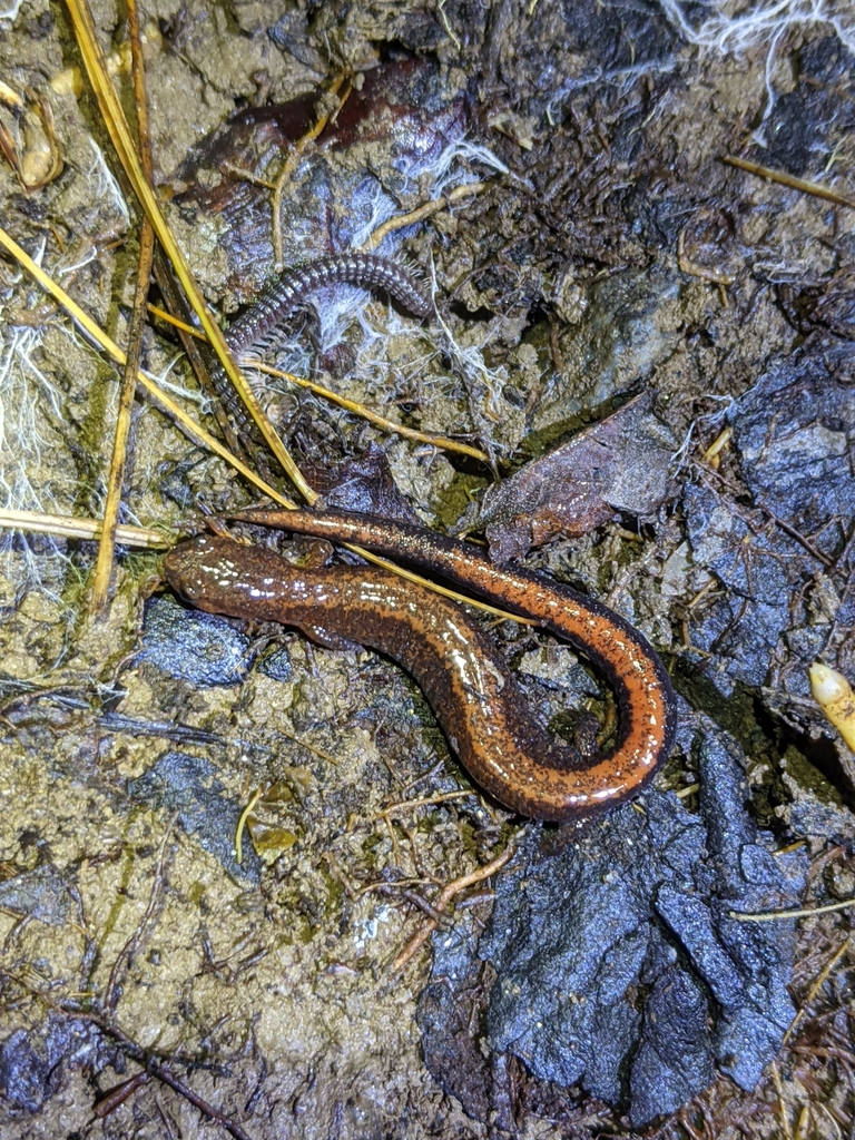 Southern Red-backed Salamander in November 2021 by José Garrido ...