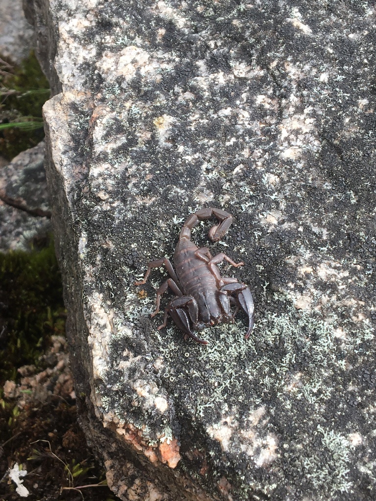 Urodacus planimanus from Mount Cooke WA 6390, Australia on September 28 ...