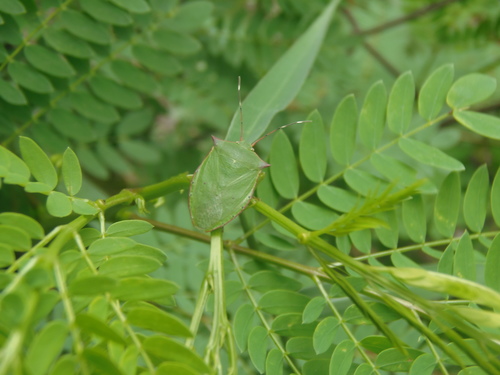 (Chlorocoris loxoides)
