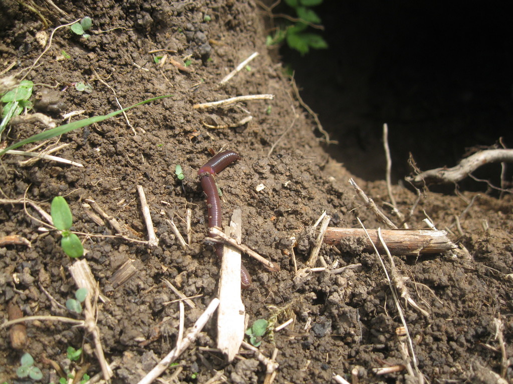 Redhead Worm from Кудымкар, Пермский край, Россия on August 26, 2012 at ...
