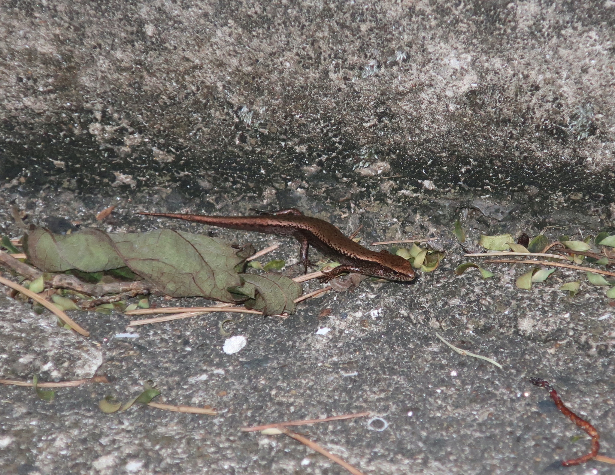 Scincella vandenburghi (Schmidt, 1927)