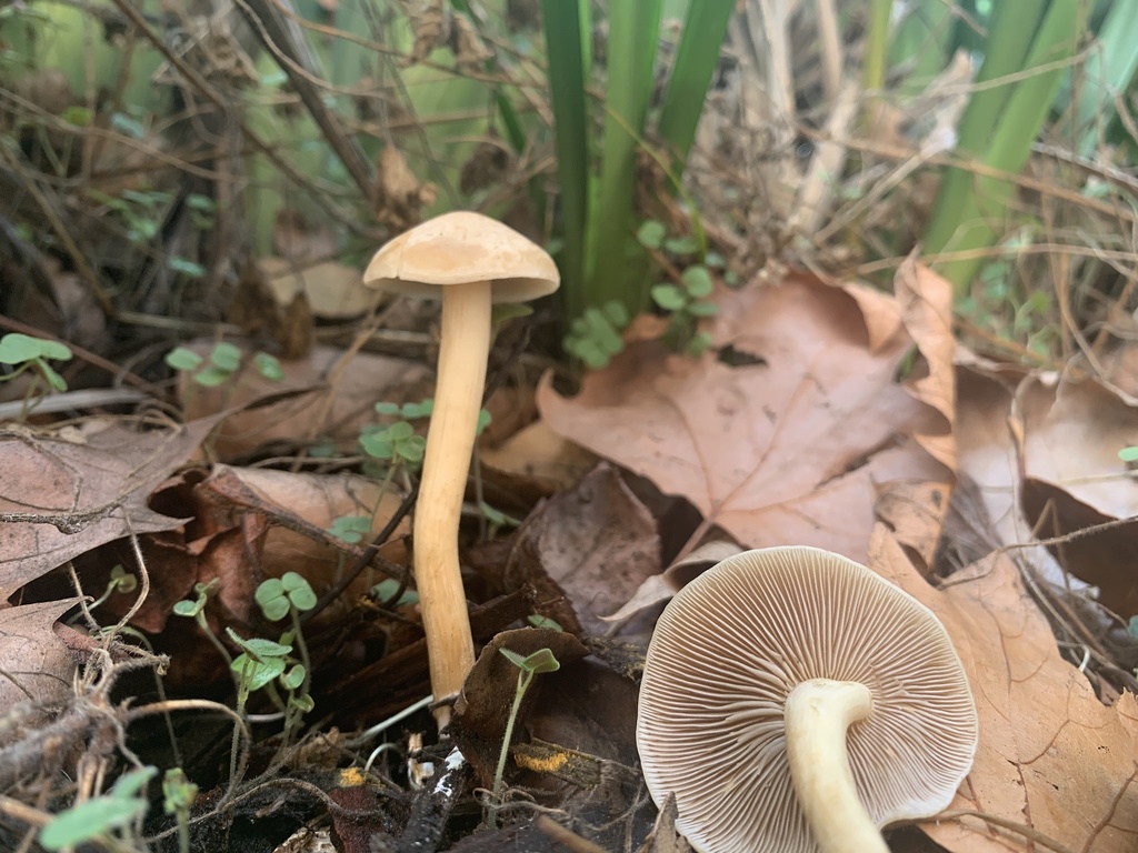 Mulch Fieldcap from University of California - Berkeley, Berkeley, CA ...