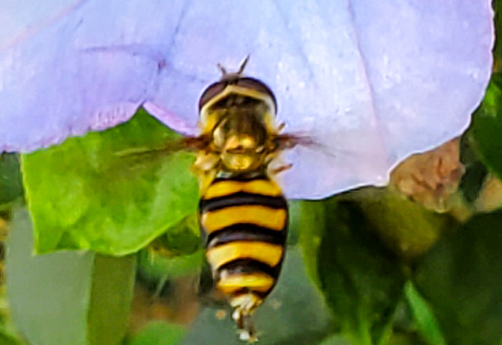 Eupeodes americanus in October 2020 by grinnin. Hoverflies are harmless ...