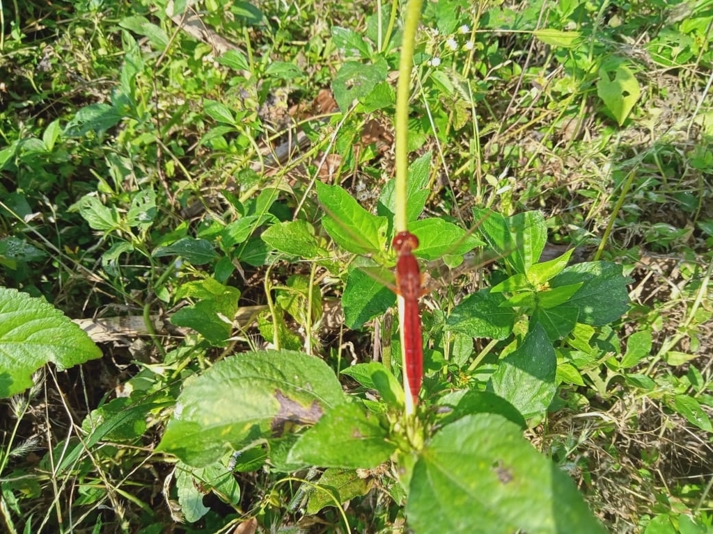 Scarlet Skimmer from Singtam on November 2, 2021 by Neera Rawat ...