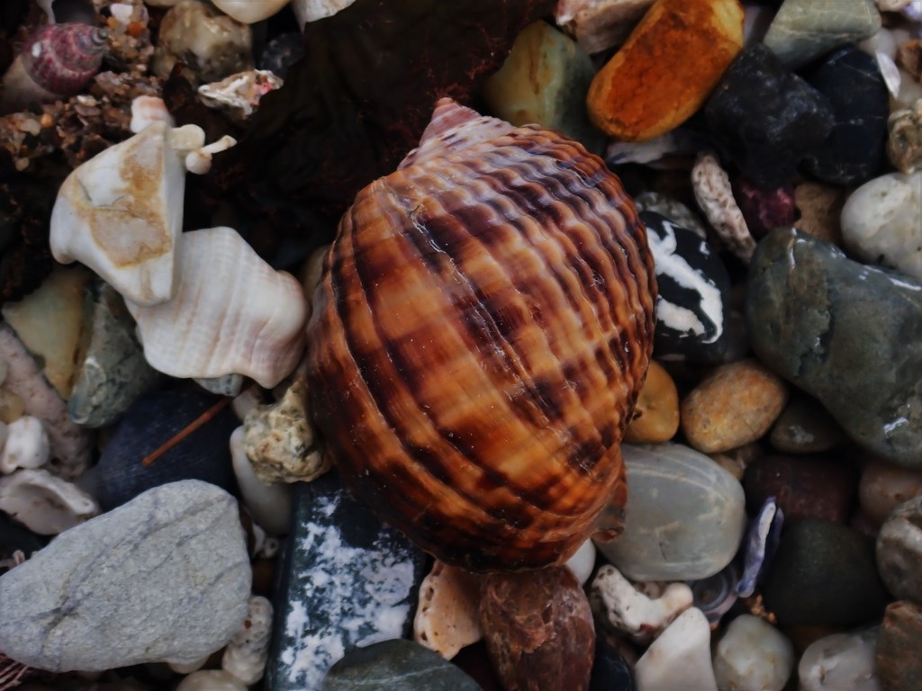 Tonna tankervillii from Barcoongere NSW 2460, Australia on November 03 ...