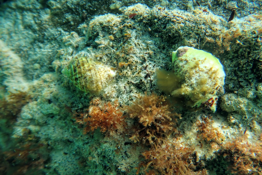 Cart-Rut Shell from Carrickalinga north bay on October 31, 2021 at 01: ...