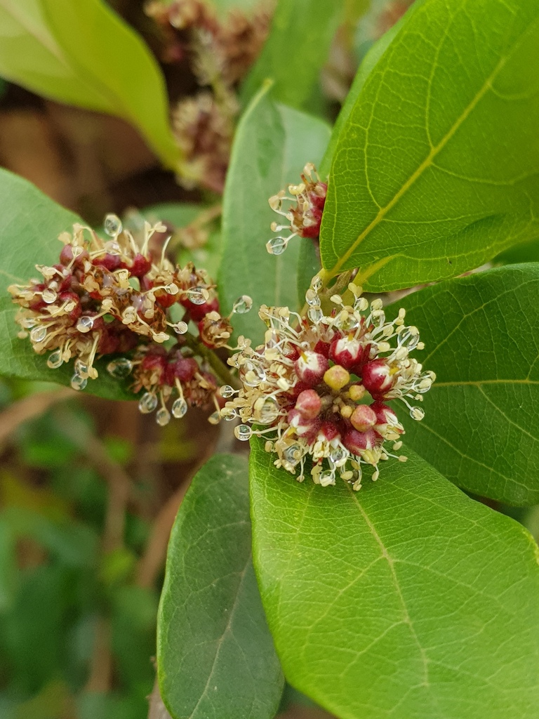 Forest Bushwillow from Ehlanzeni, South Africa on October 28, 2021 at ...