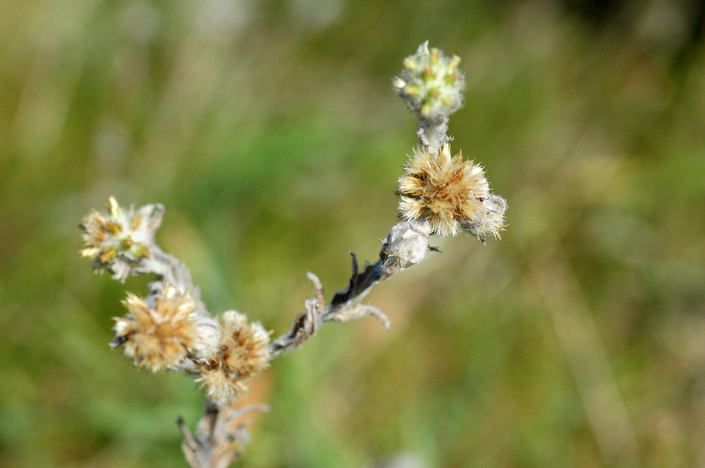 Common Cudweed (Sunflowers of Galiano) · iNaturalist