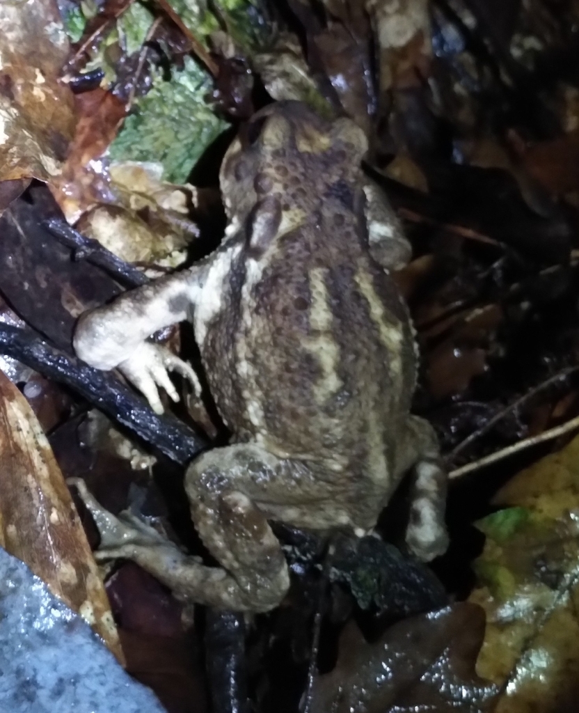 Spiny Toad from Jancido on November 02, 2021 at 07:28 PM by Adam ...