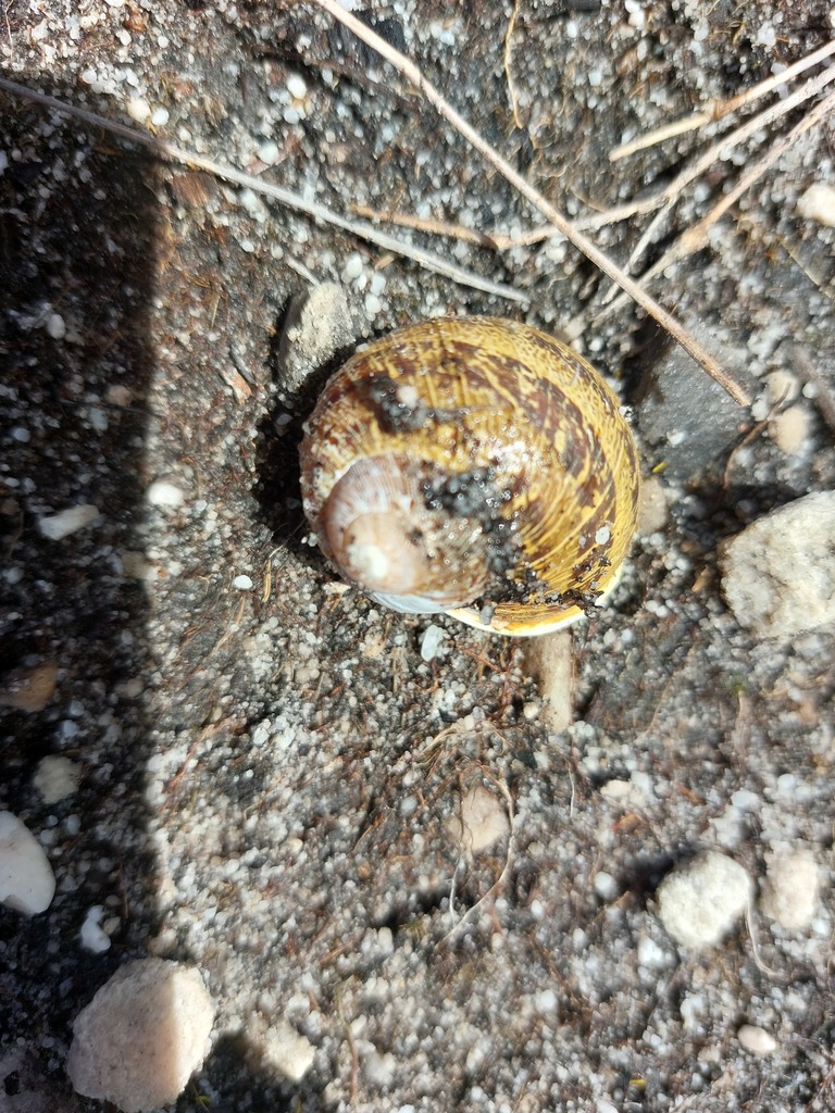 Garden Snail from Cape Point, Cape Town, South Africa on October 23 ...