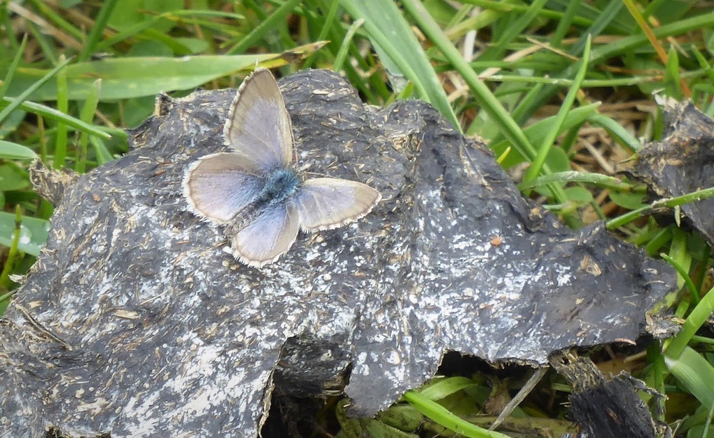 New Zealand Blue from Island Cliff, New Zealand on October 27, 2021 at ...