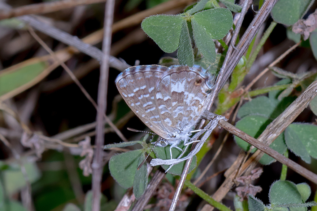 Wattle Blue from Greenvale VIC 3059, Australia on February 10, 2018 at ...