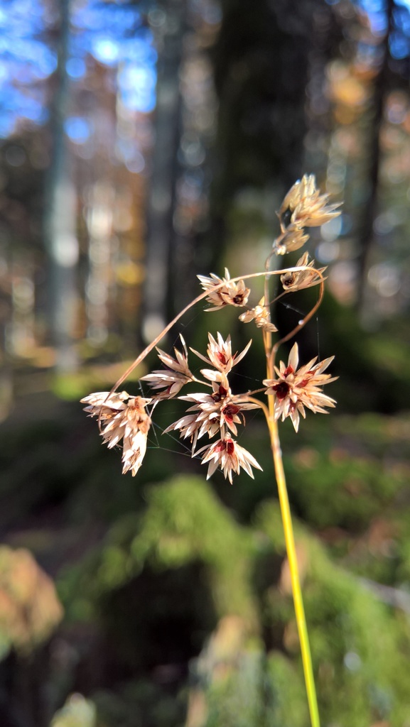 Snowy Woodrush from Provincia di Belluno, Italia on October 31, 2021 at ...