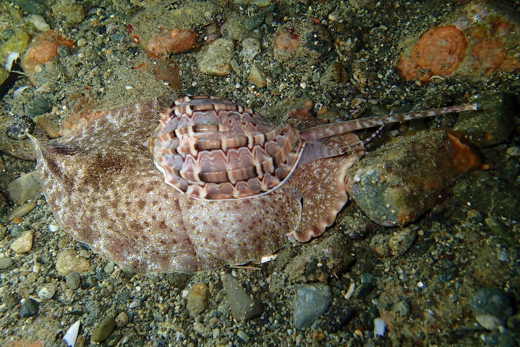 Harpa major from Ambon, ID-MA, ID on March 17, 2017 at 06:55 PM by ...