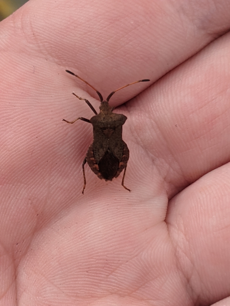 Dock Bug from Selly Oak, Birmingham B29, UK on October 07, 2021 at 01: ...