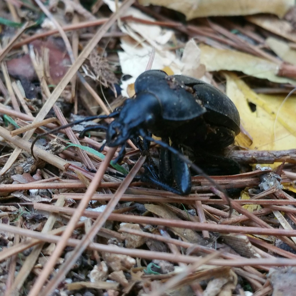 Carabus impressus from Haifa, Israel on November 03, 2021 at 08:28 AM ...