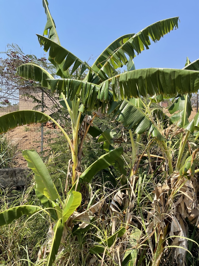 Plantain from Kameza, Blantyre, Province du Sud, MW on November 3, 2021 ...