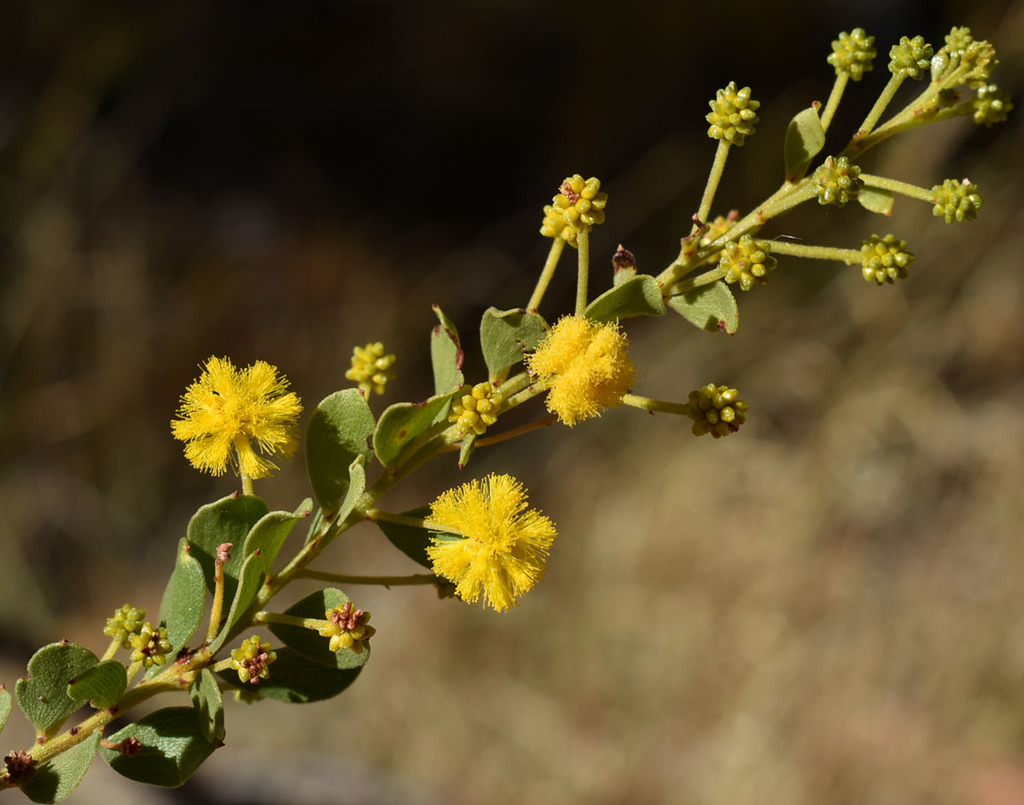 curly-bark wattle from Mount Isa QLD 4825, Australia on May 16, 2021 at ...