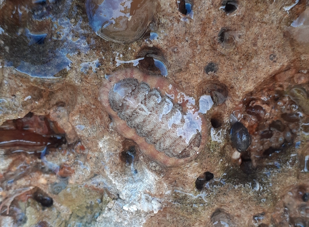 Chaetopleura isabellei from Las Grutas, Río Negro, Argentina on October ...