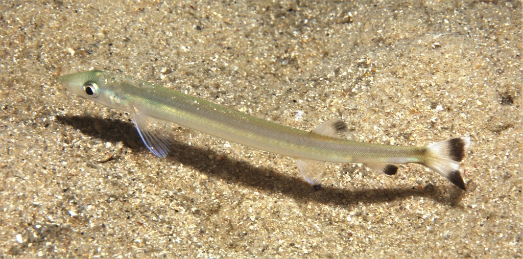 Beaked Salmon from Sydney NSW, Australia on November 3, 2021 at 09:28 ...