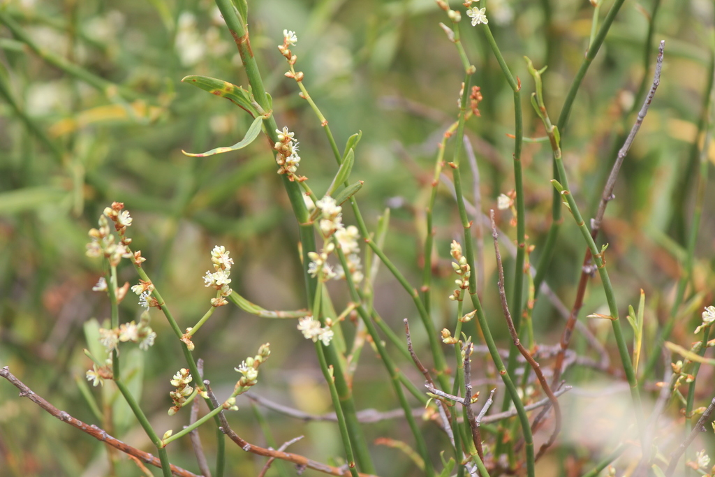 Tangled Lignum from Poltalloch SA 5259, Australia on 30 October, 2021 ...