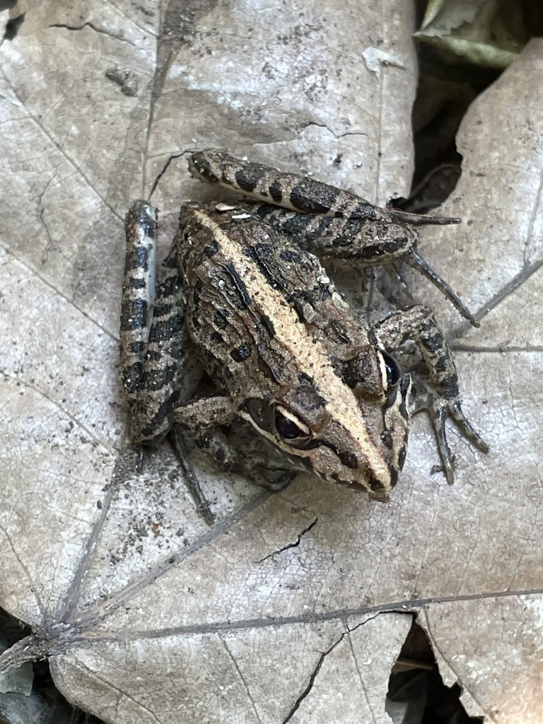 Common River Frog from Michiru Road, Blantyre, Province du Sud, MW on ...