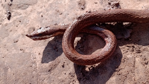 Baron's Green Racer (Philodryas baroni) - Snakes and Lizards