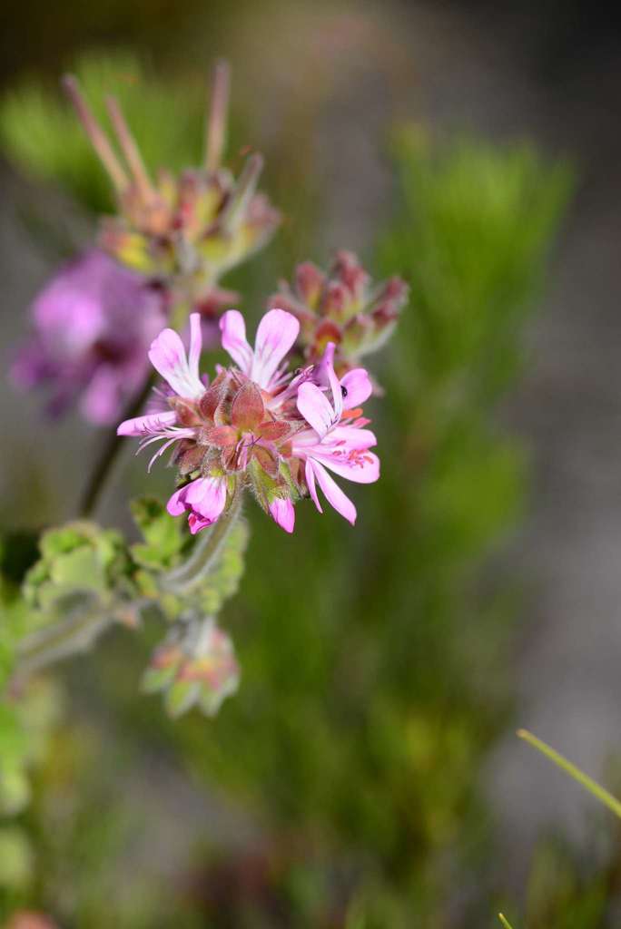 rose-scented geranium from Steenbras Nature Reserve, Cape Town, Western ...