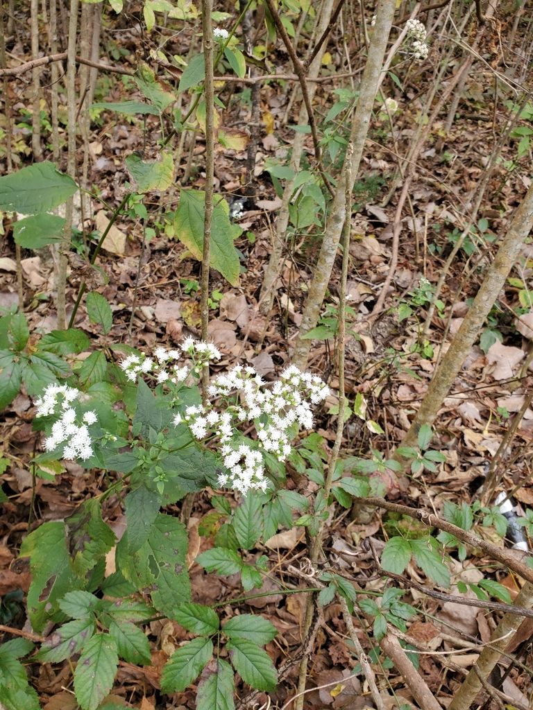 white snakeroot from Mississippi State, MS 39759, USA on November 3 ...