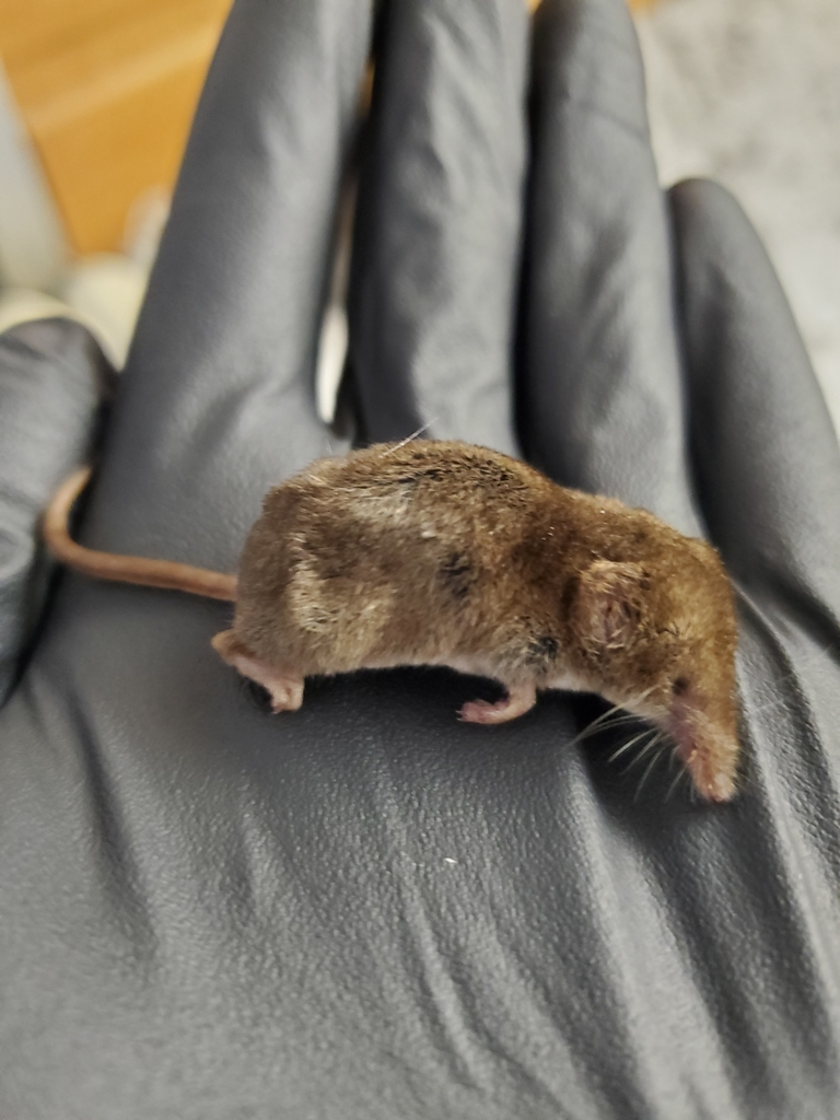 Masked Shrew from Clay Township, PA, USA on November 3, 2021 at 11:01 ...