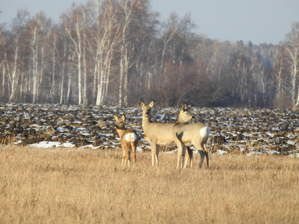 Eastern Roe Deer from Beloyarskiy rayon, Sverdlovsk, Russia on November ...