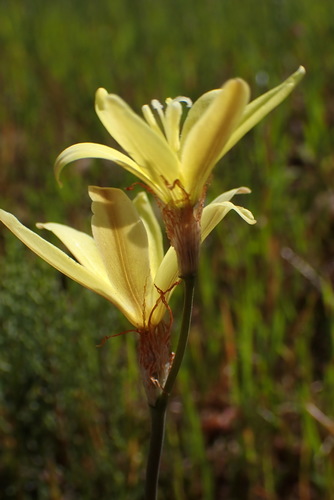 Sparaxis fragrans · iNaturalist Ecuador