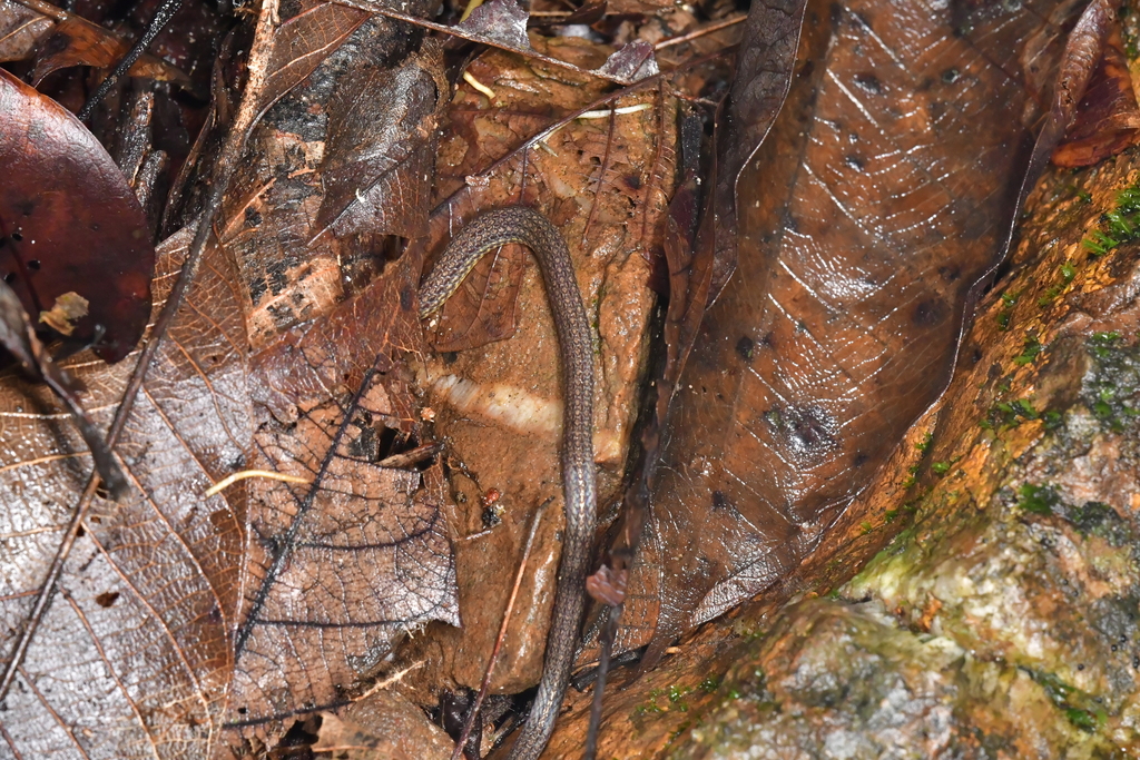Collared Reed Snake from Kho Hong, Hat Yai District, Songkhla, Thailand ...