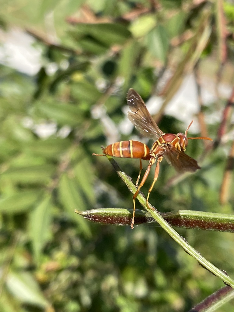 Southern Paper Wasp from Kissimmee, FL, US on November 03, 2021 at 12: ...