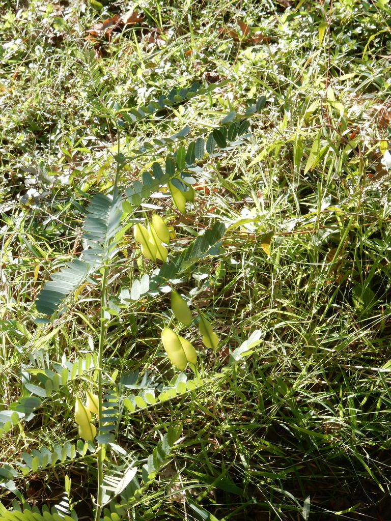 Bladder Pod from West Arlington, Arlington, TX, USA on October 31, 2021 ...