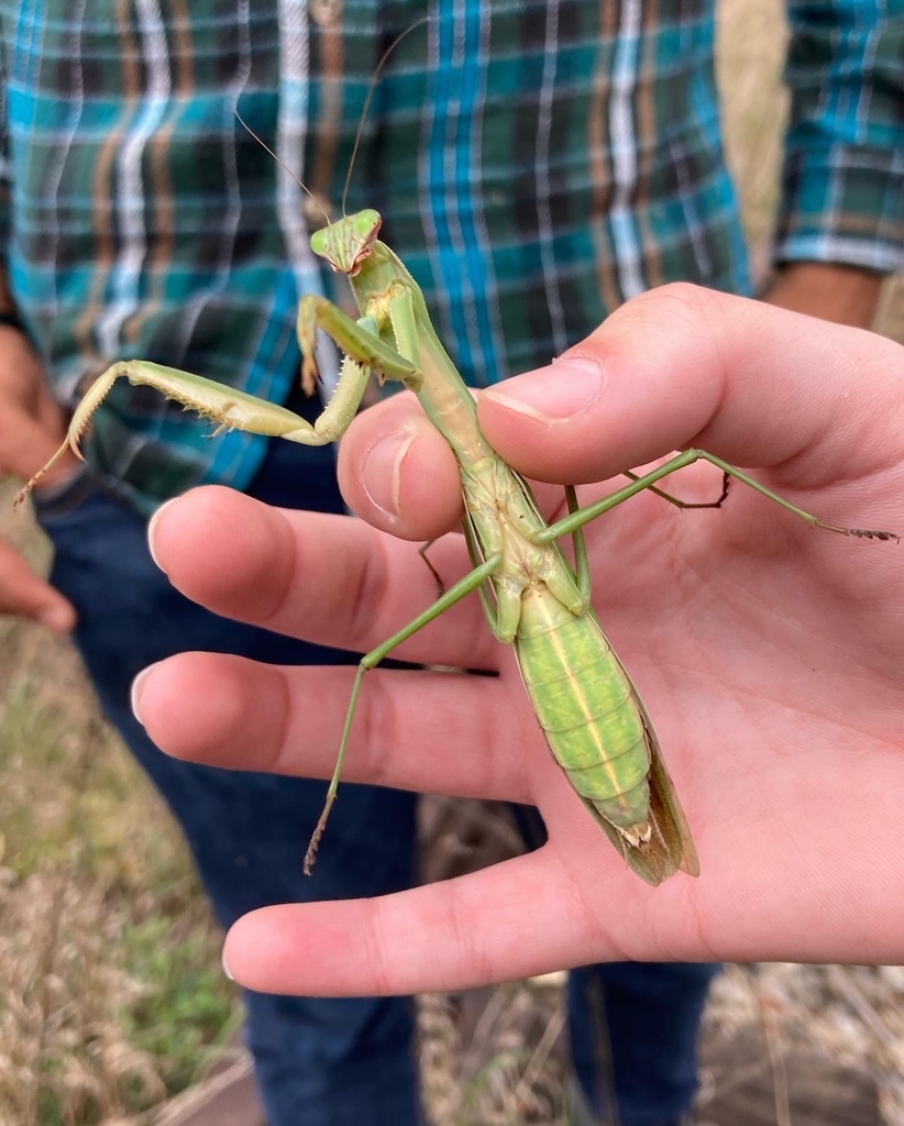 Chinese Mantis from N US Highway 41, Lake Village, IN, US on October 2 ...