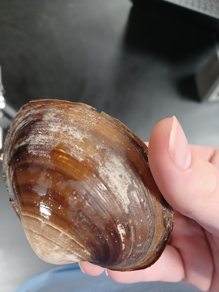 Giant Floater from Jackson, MS 39202, USA on November 3, 2021 at 02:33 ...