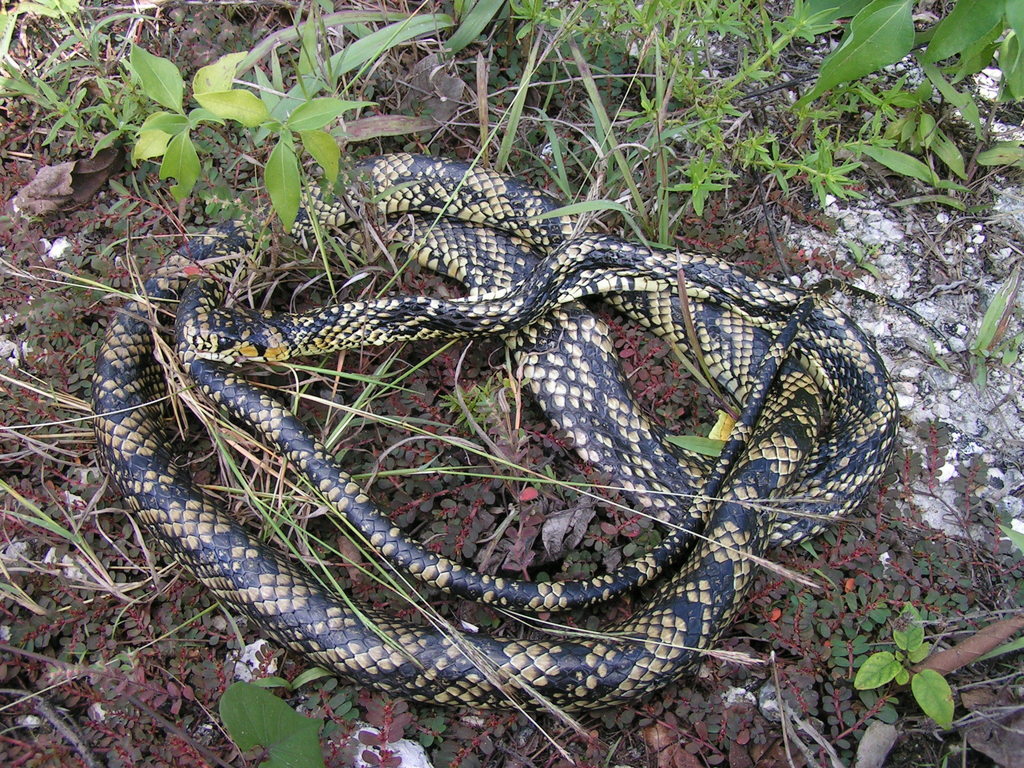 Chicken Snake from 77793 Coba, Quintana Roo, Mexico on November 27 ...